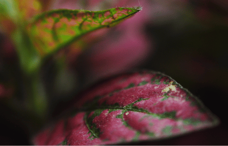 Polka Dot Plant Spiritual Meaning?
