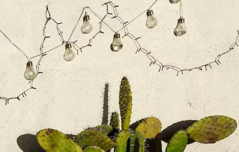 Spiritual Meaning Of Christmas Cactus?